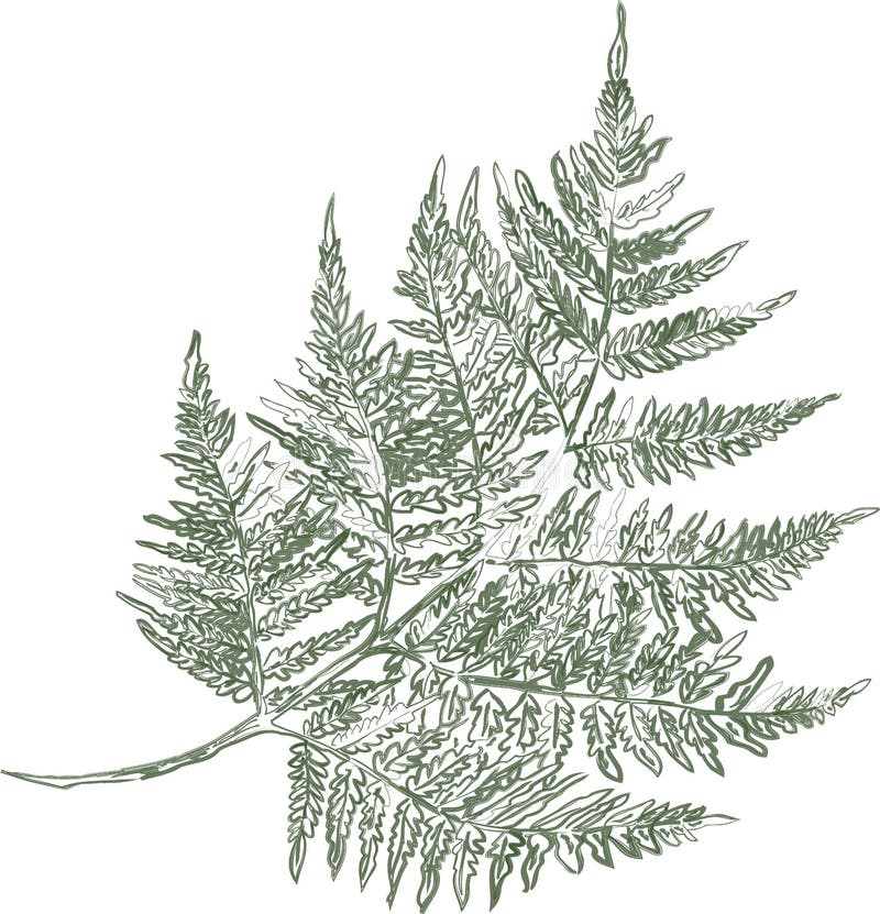 Vector Outline Brush Drawing of Abstract Fern Leaf Stock Vector ...