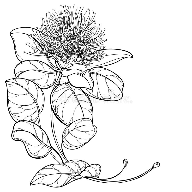 Pohutukawa Flower Sketch. Drawing Illustration Stock Illustration ... Pohutukawa Flower Sketch. Drawing Illustration Stock Illustration ...