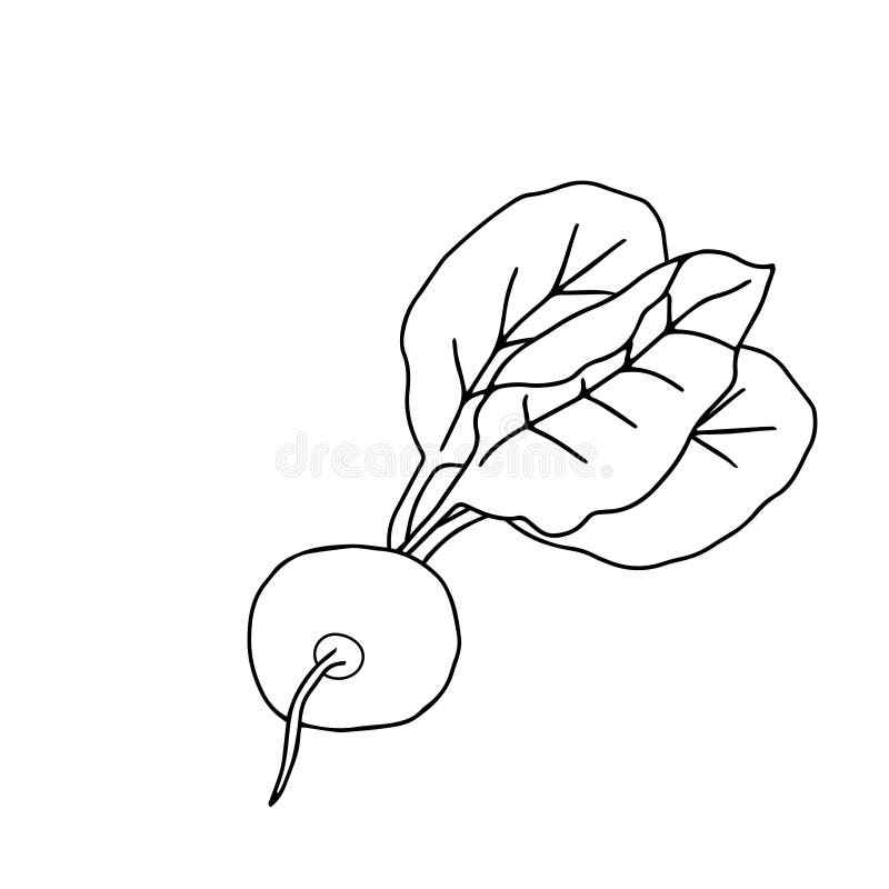 Vector Outline Illustration of a Black Fresh Radish or Beet with Leaves ...