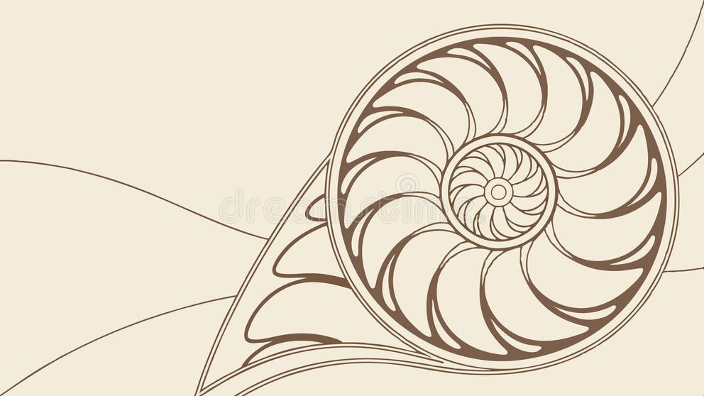 Nautilus Shell Outline, Spiral Nature, Minimalist Vector Design. Vector ...