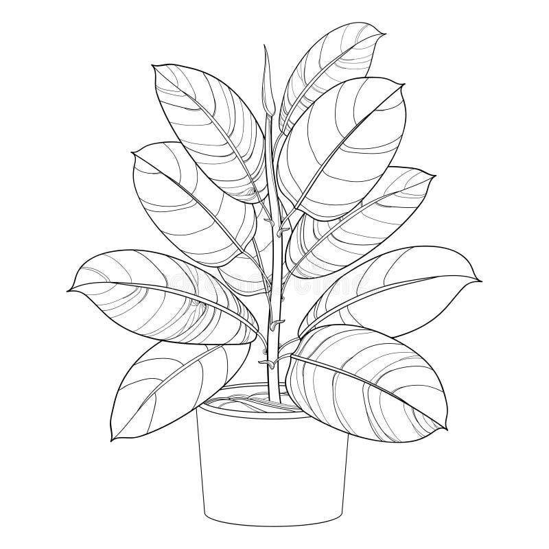 Vector Outline Ornamental Houseplant Ficus Elastic Or Rubber Plant In Pot Isolated On White