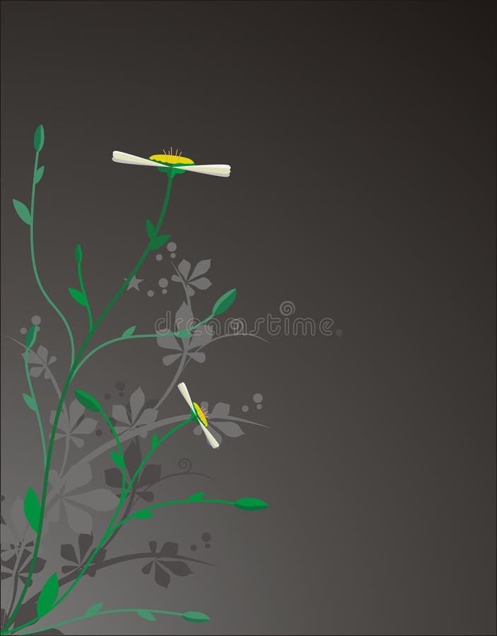 Vector ox eye daisy stock vector. Illustration of botany - 10505074