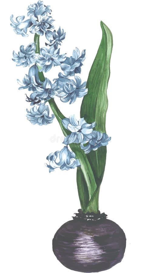 Jacinto Ilustraciones Stock, Vectores, Y Clipart – (12,520 ...