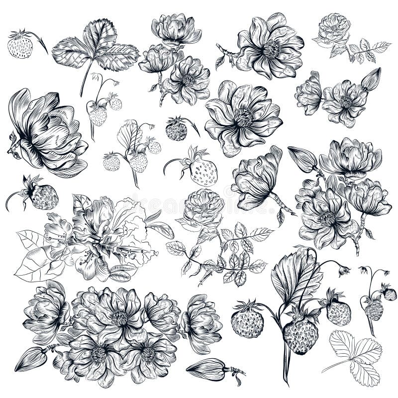 Vector Pack of Engraved High Detailed Flowers for Design Stock Vector ...