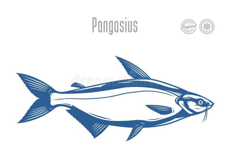 Vector Pangasius Fish Illustration Stock Vector - Illustration of ...