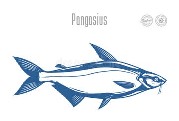 Vector Pangasius Fish Illustration Stock Vector - Illustration of ...
