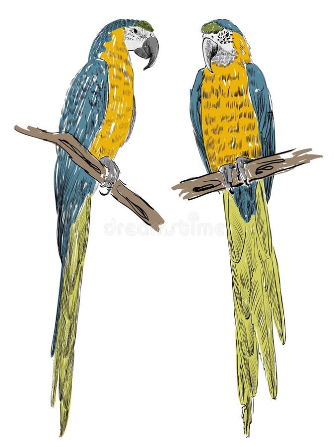 Vector parrots stock illustration. Illustration of tropical - 294033848