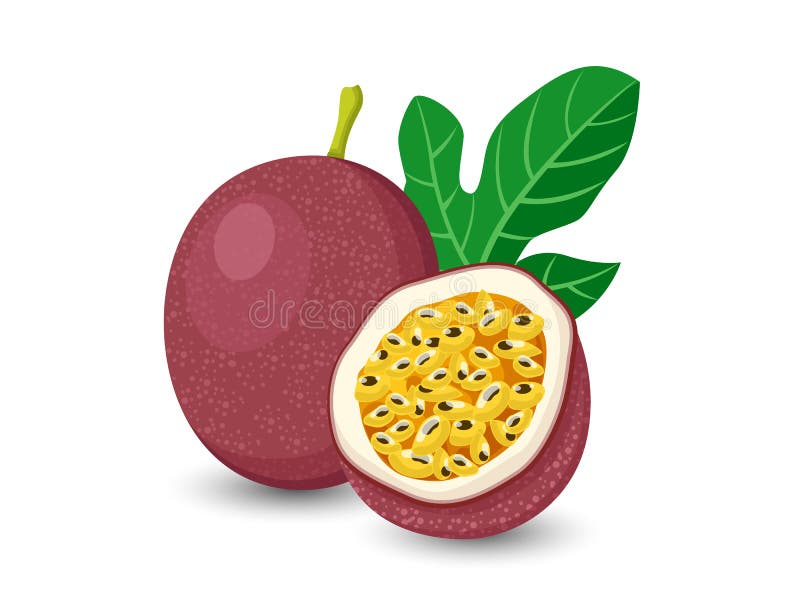 Vector Passion Fruit Isolated On White Background Stock Vector