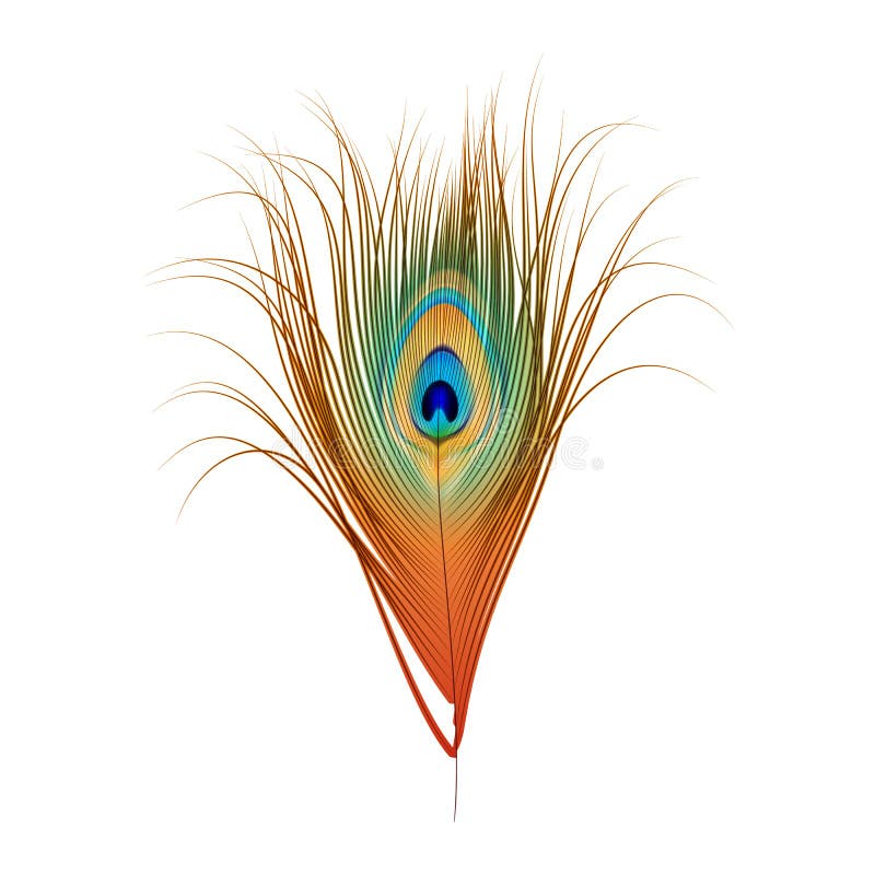 Vector Peacock Feather Isolated On White Stock Vector Illustration Of
