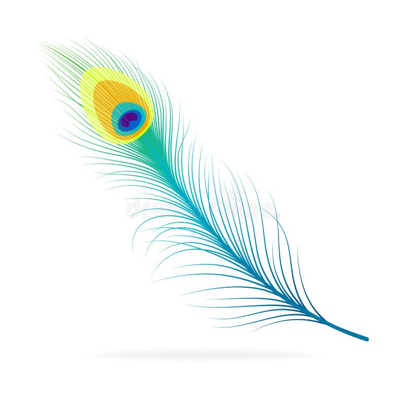 Peacock Feather Stock Vector Illustration Of Poultry 11993460