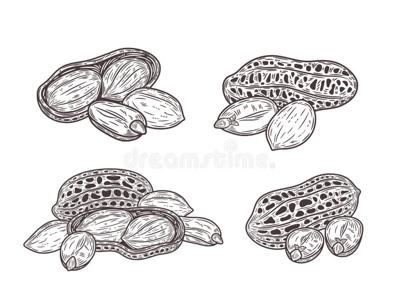 Vector Peanuts Hand-drawn Illustrations Stock Vector - Illustration of ...