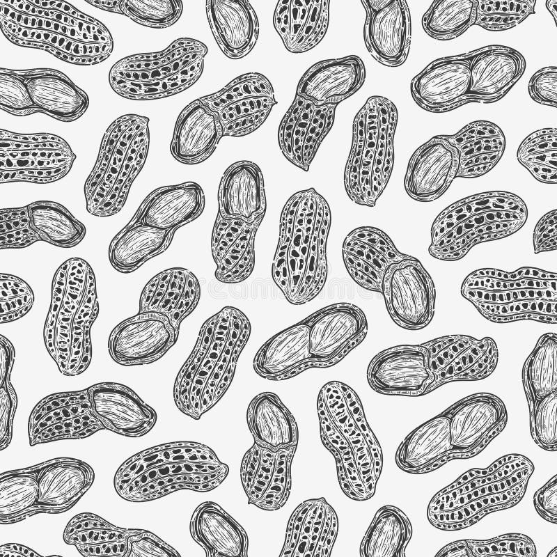 Vector Peanuts Seamless Pattern Stock Vector - Illustration of peanut ...