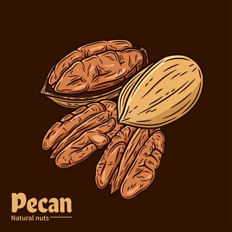 Vector Pecan Nut Colorful Illustration Stock Vector - Illustration of ...