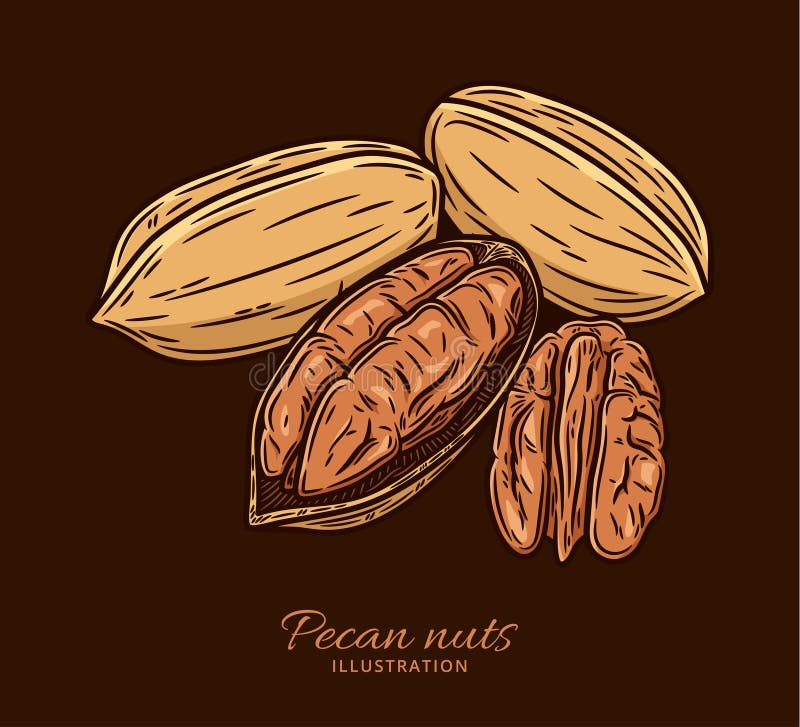 Vector Pecan Nut Colorful Illustration Stock Vector - Illustration of ...