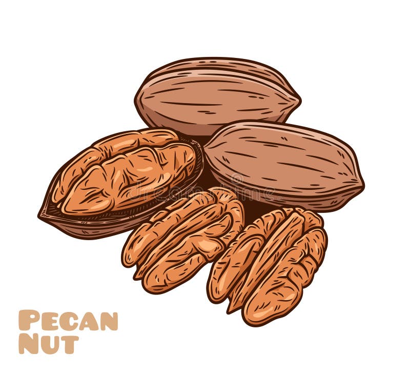 Vector Pecan Nut Colorful Illustration Stock Vector - Illustration of ...