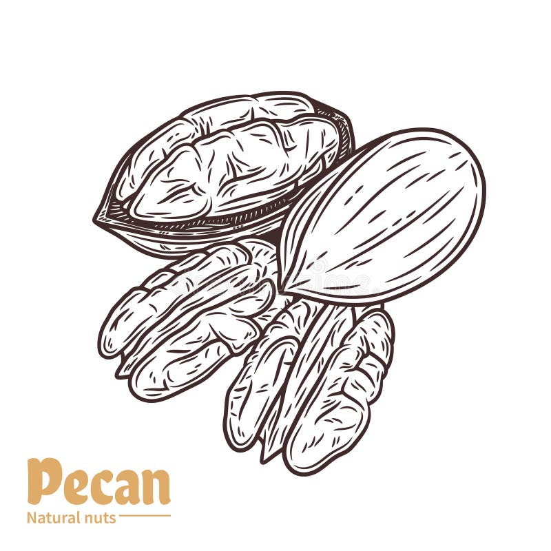 Vector Pecan Nut Illustration Stock Vector - Illustration of outline ...