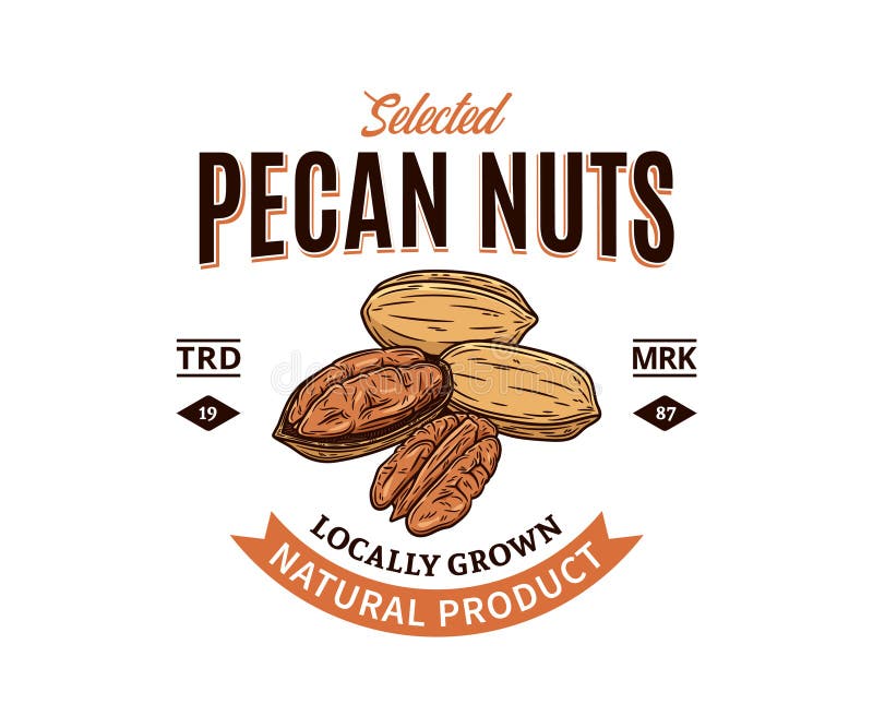 Vector pecan nut logo stock vector. Illustration of pecan - 308836726