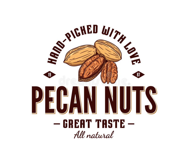 Vector pecan nut logo stock vector. Illustration of butter - 308836728