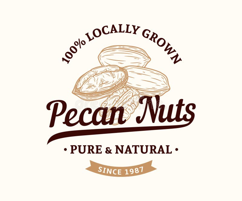 Vector pecan nut logo stock vector. Illustration of culinary - 308836715
