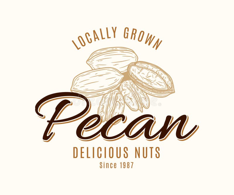 Vector pecan nut logo stock vector. Illustration of sweet - 308836719