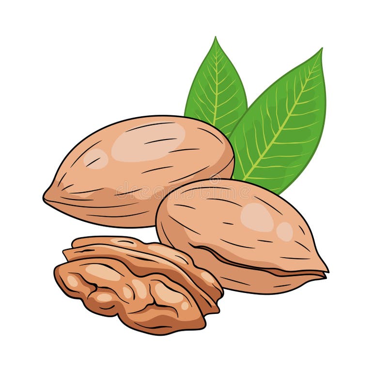 Vector Pecan Nuts. Vector Hand Drawn Colored Illustration Stock Vector ...