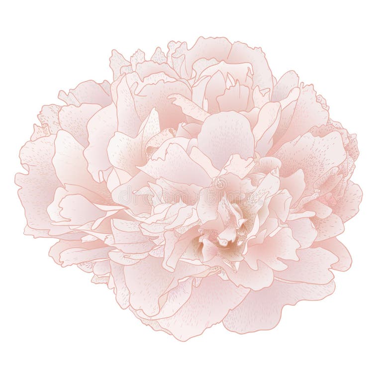 Peony Field Stock Illustrations – 4,959 Peony Field Stock Illustrations ...