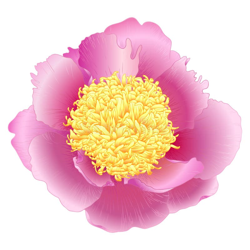Vector peony. stock vector. Illustration of pink, ornate - 39985955