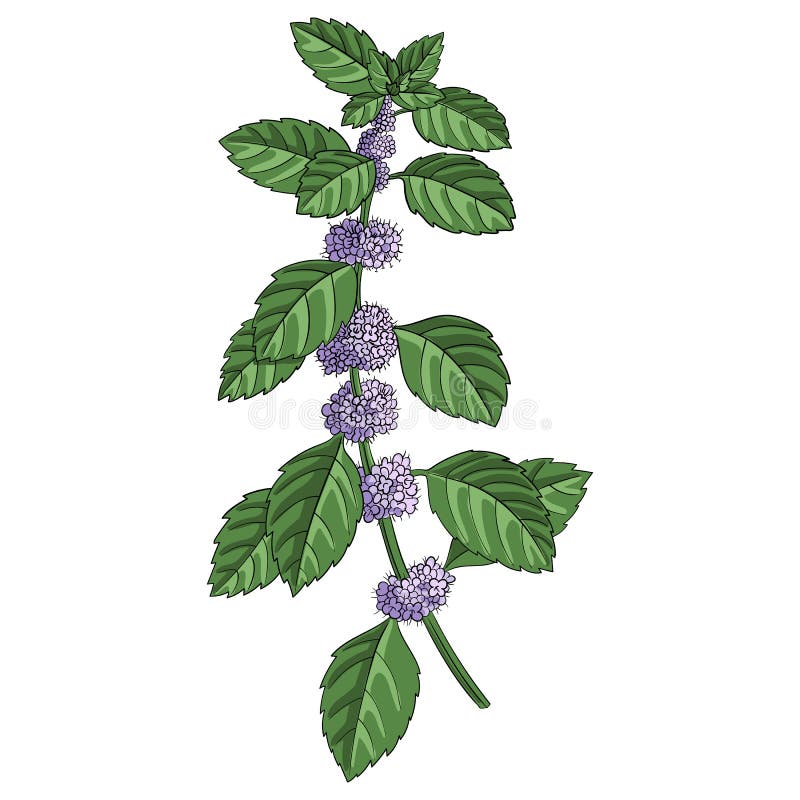 Watermint Stock Illustrations – 24 Watermint Stock Illustrations ...