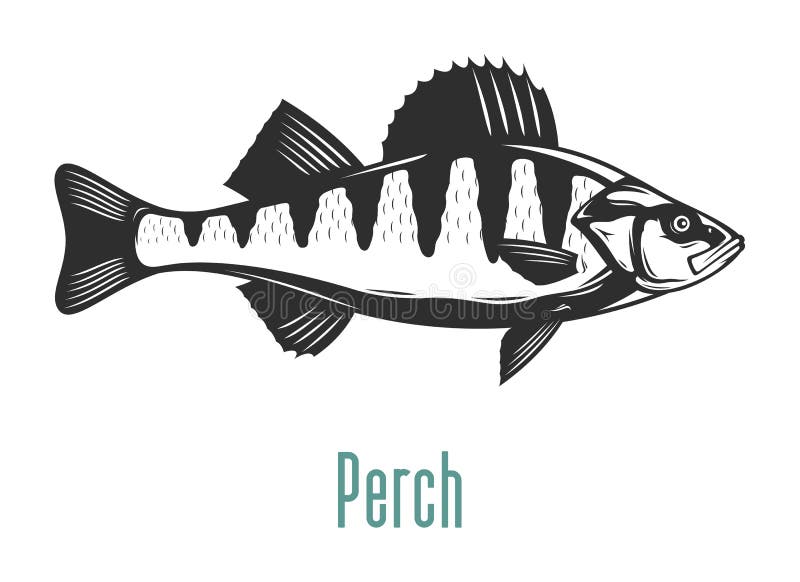 Vector Perch Fish Illustration Stock Vector - Illustration of vector ...