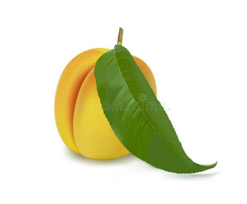 Vector. Perzik Met Een Blad Vector Illustratie - Illustration of ...
