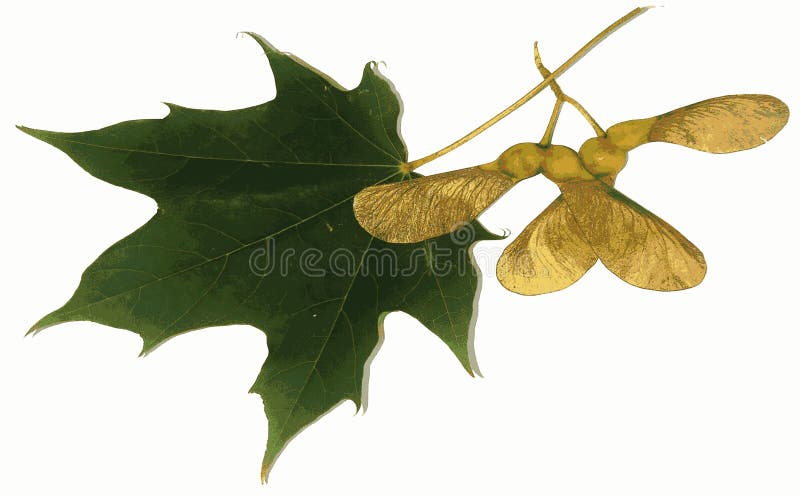 Maple seeds and a leaf stock vector. Illustration of tree - 268297171