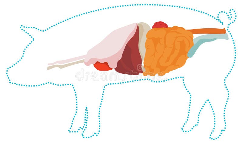 Pig Digestive System Diagram