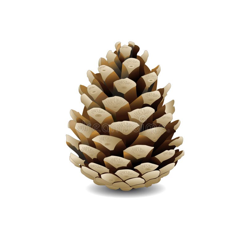 Vector Pine Cone on White Background Stock Vector - Illustration of ...