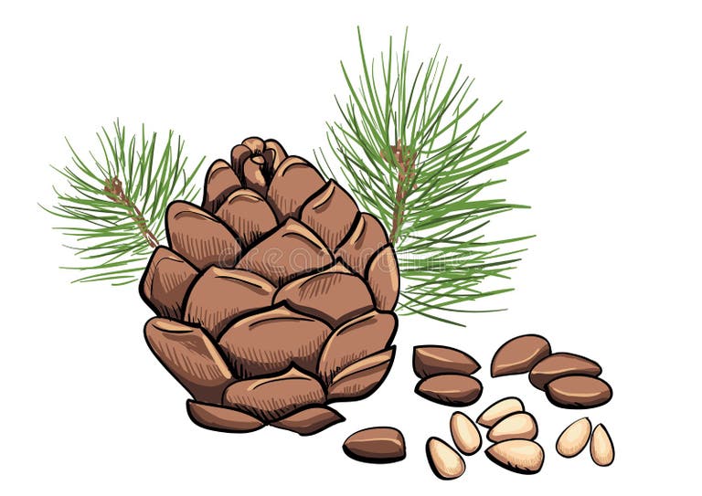 Pine Nut Stock Illustrations – 6,546 Pine Nut Stock Illustrations ...