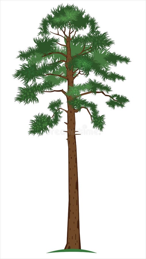 Pine Tree Stock Illustrations – 609,740 Pine Tree Stock Illustrations ...