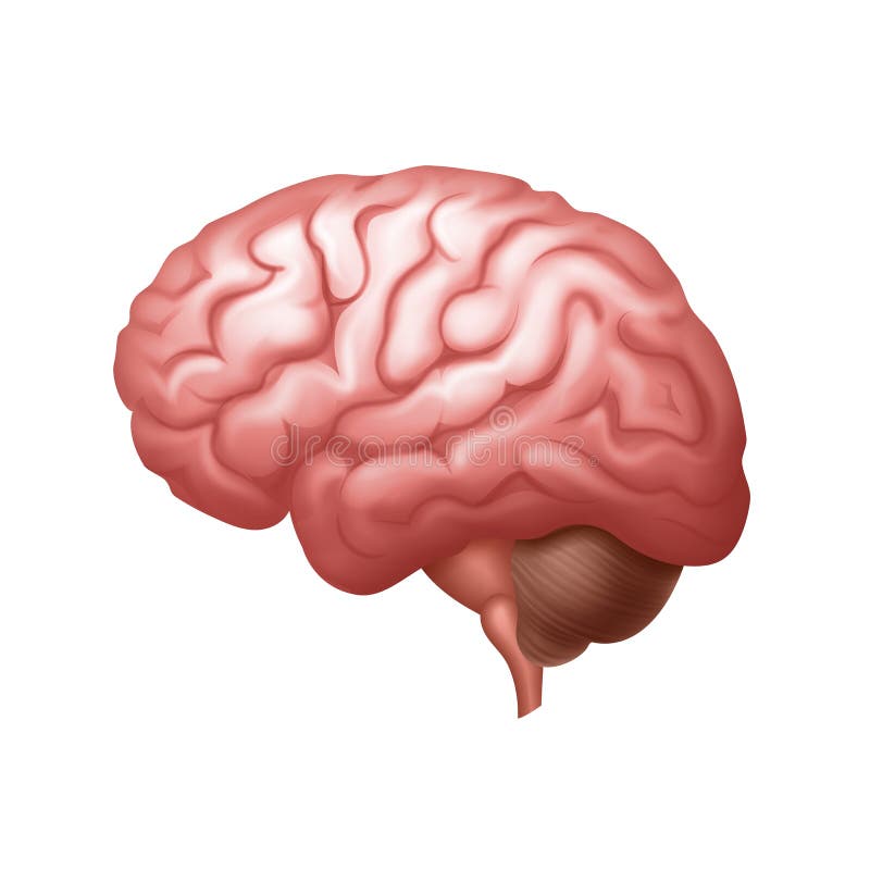 Vector Pink Human Brain Side View Close Up Isolated on Background Stock ...