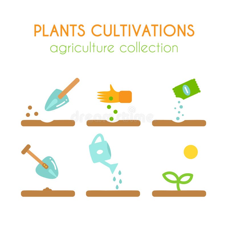 Vector Plant Cultivation Sowing And Planting Process Infographic