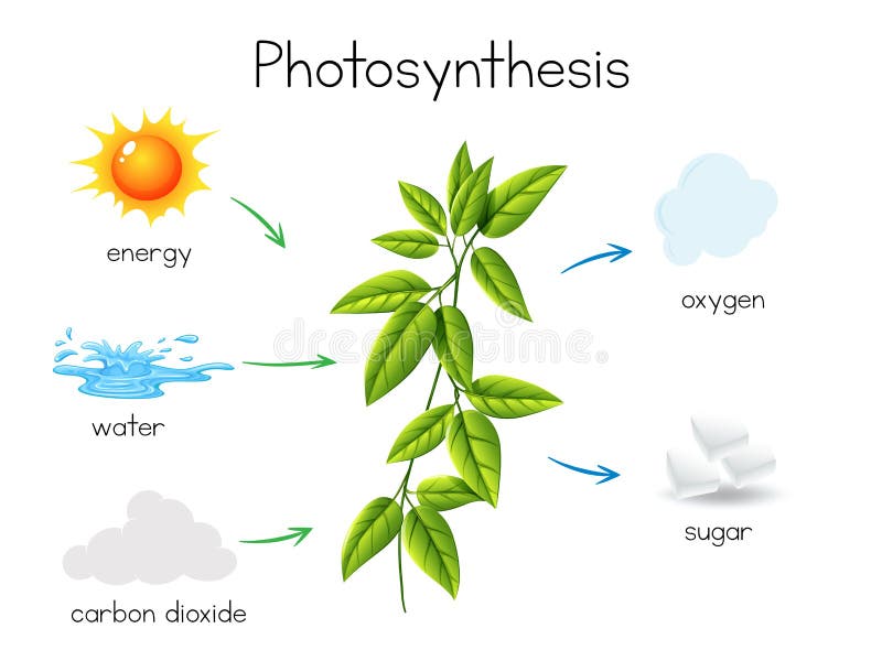 A Vector of Plant Photosynthesis Stock Vector - Illustration of graphic ...