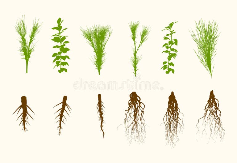 Roots Vector Clipart Stock Illustrations – 734 Roots Vector Clipart ...