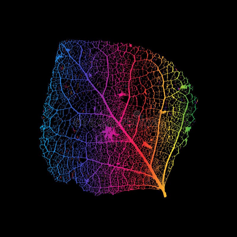 Vector Poplar Leaf Structure Skeletons Stock Vector - Illustration of ...