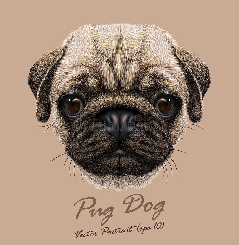 Vector Portrait of Young Pug Dog Stock Vector - Illustration of friend ...