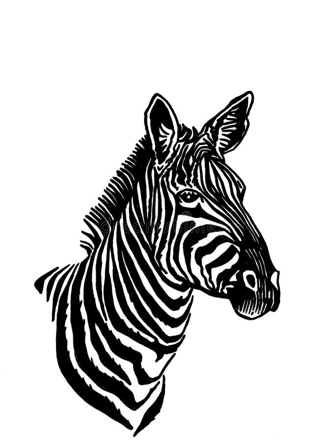 Vector Portrait of Zebra Looking Right Isolated on White, Graphical ...