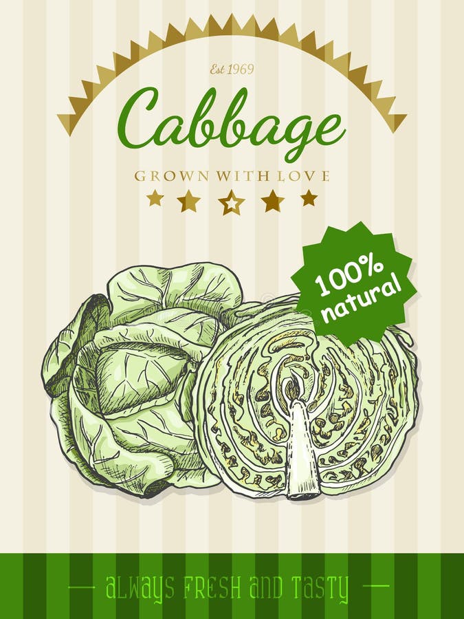 Vector Poster with a Cabbage in a Sketch Style Stock Vector ...
