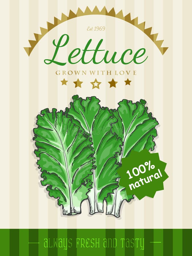 Vector Poster with a Lettuce in a Sketch Style Stock Vector ...