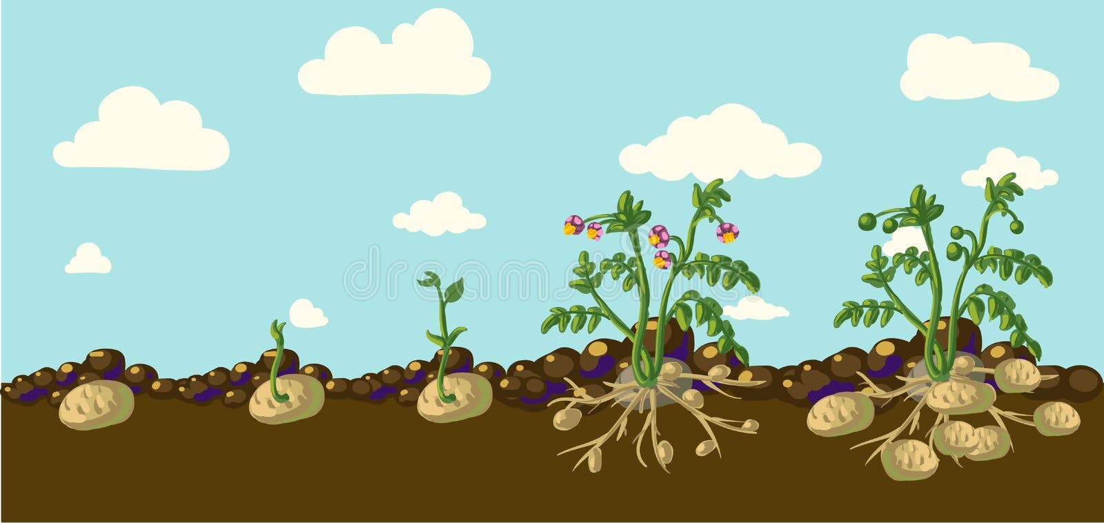 Potato plant growth cycle stock vector. Illustration of flower - 72926268