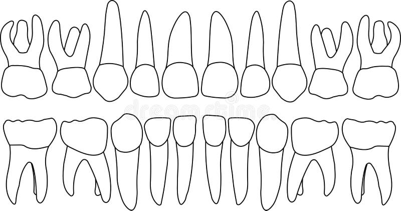 Tooth chart teeth stock vector. Illustration of enamel - 84531446