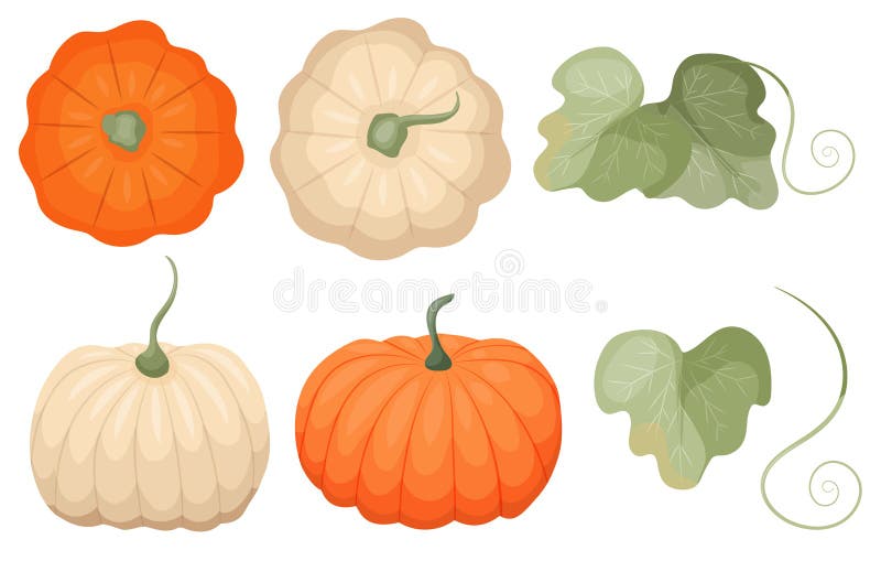 Vector Pumpkins and Leaves Set Illustration, Graphic Fall Harvest ...
