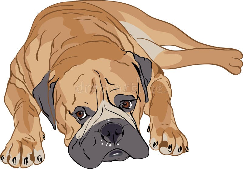 Vector Purebred Bullmastiff Stock Vector - Illustration of bullmastiff ...