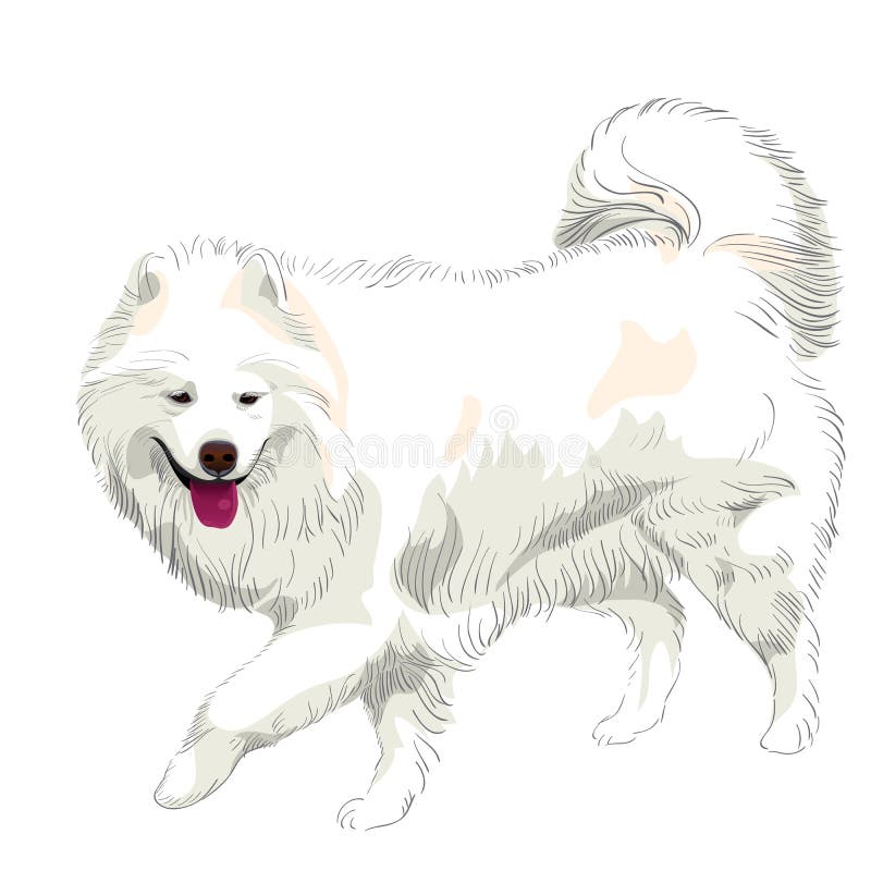 Vector Purebred Samoyed Dog Smile Stock Vector - Illustration of ...