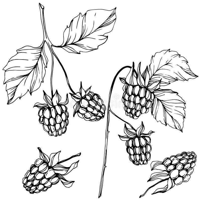 Vector Raspberry Healthy Food Isolated. Black And White Engraved Ink ...